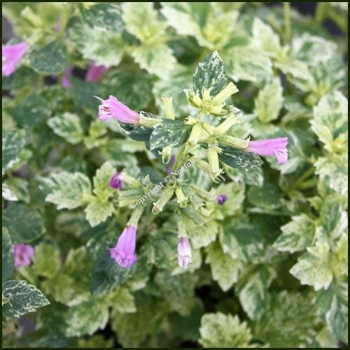 Calamint - The Recipe Website
