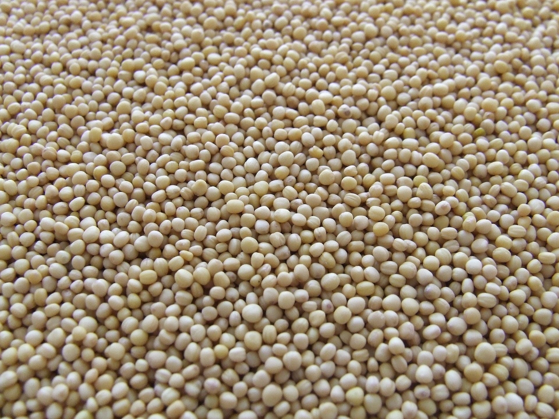Mustard Seeds - The Recipe Website