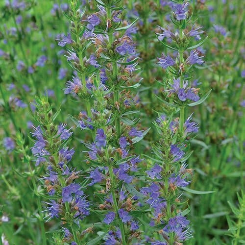 Hyssop Recipes - TheRecipe.Website - Perfect Mint Addition
