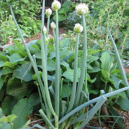 Welsh Onions Recipes - TheRecipe.Website - Mild and Sweet